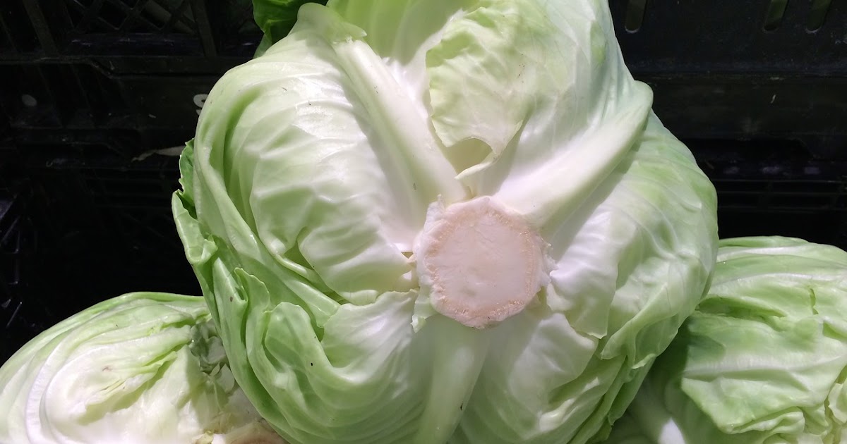 History of food: 5 interesting facts about Cabbage