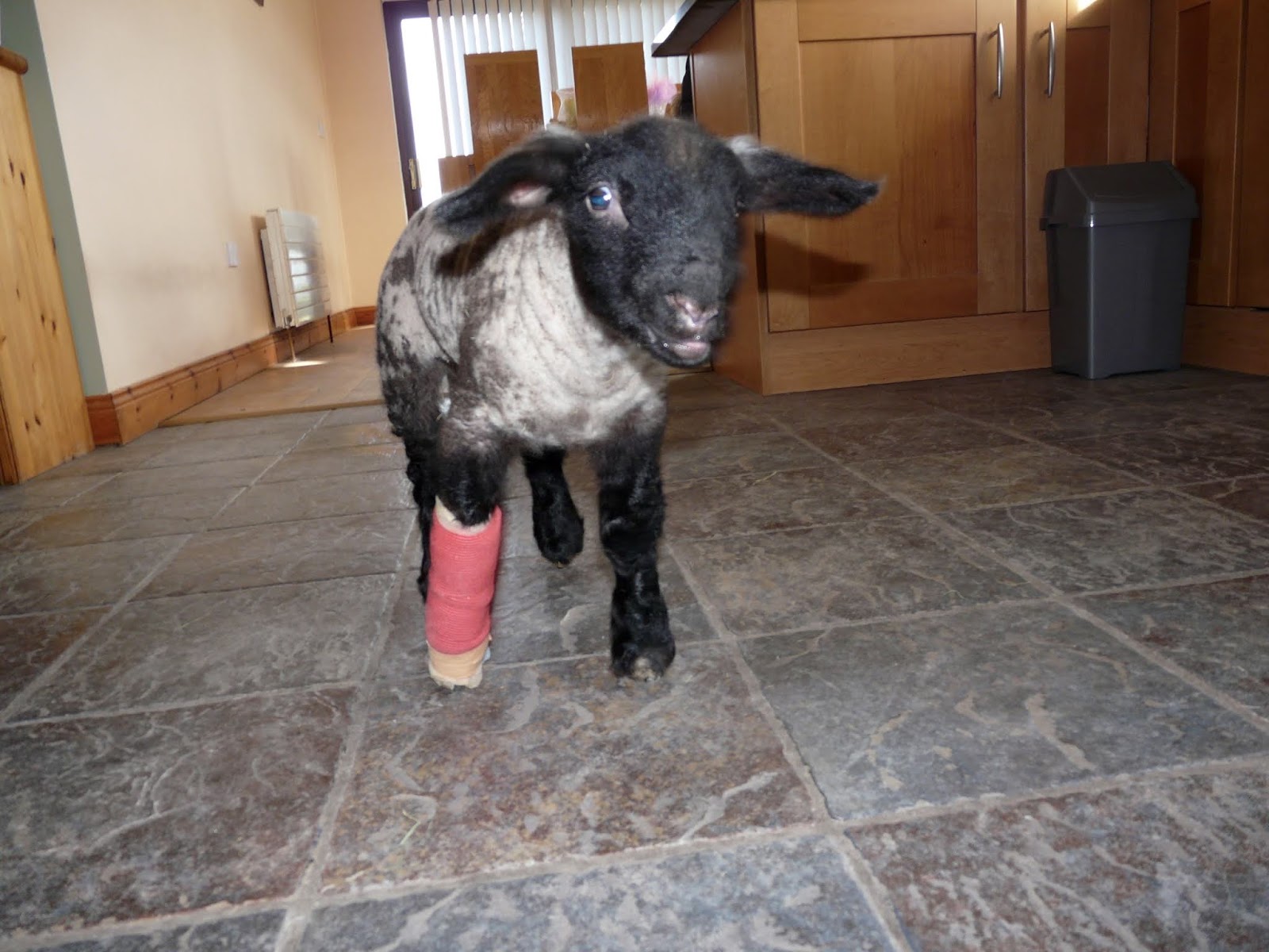Lamb Walking On Knuckles/ Contracted Tendons