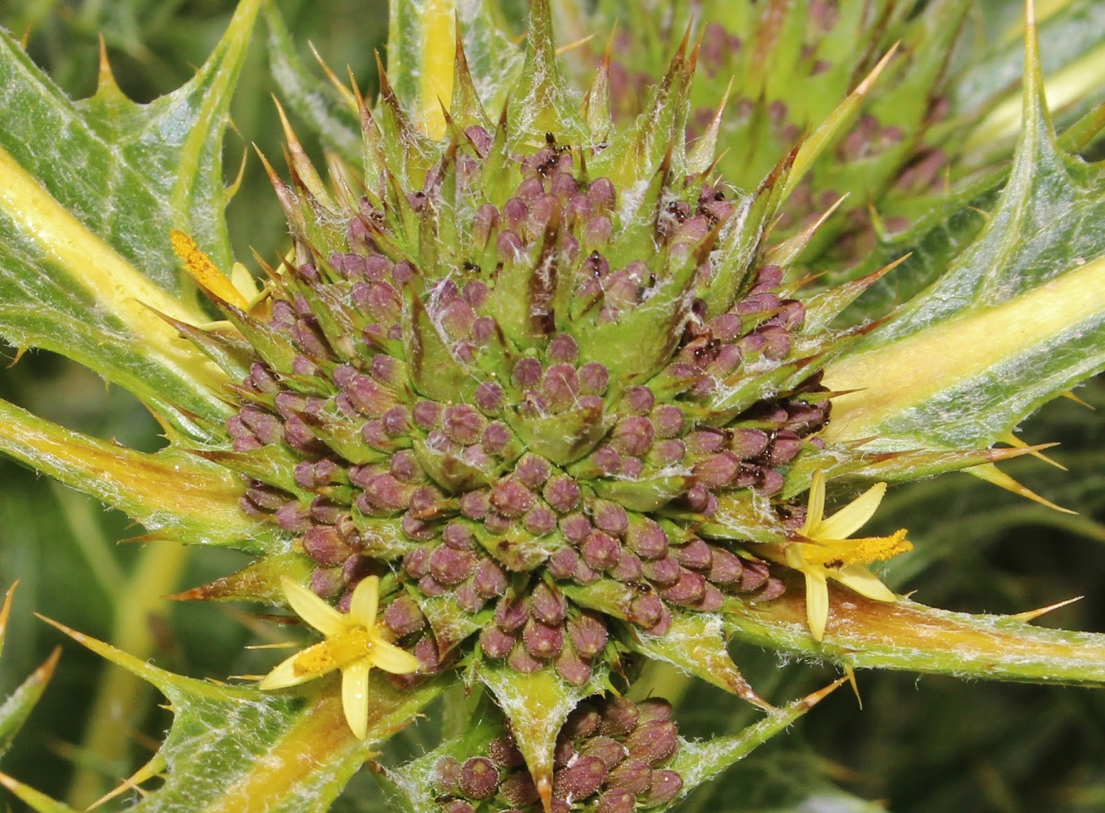 Biodiversity of Cyprus by NGO Protection of the Natural Heritage and ...