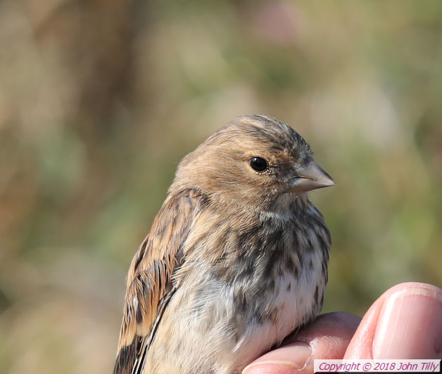 Northamptonshire Birding: August 2018