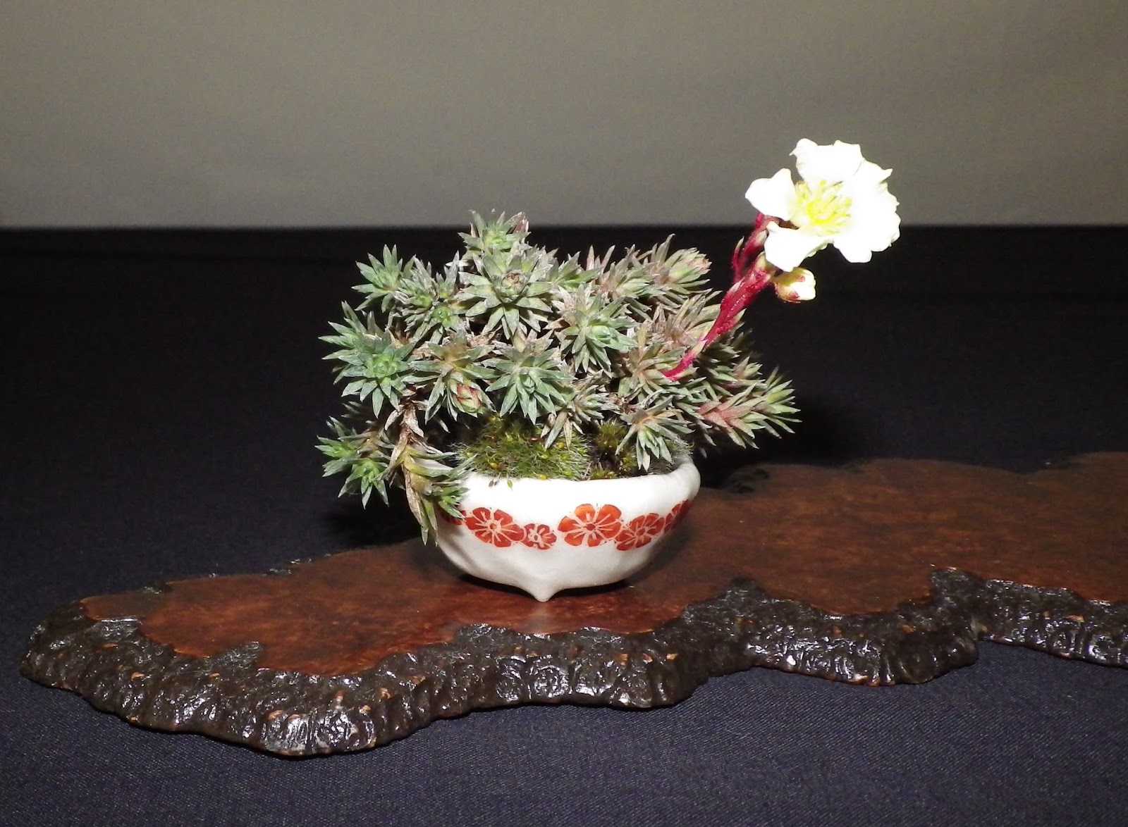 Bespoke Bonsai Stands