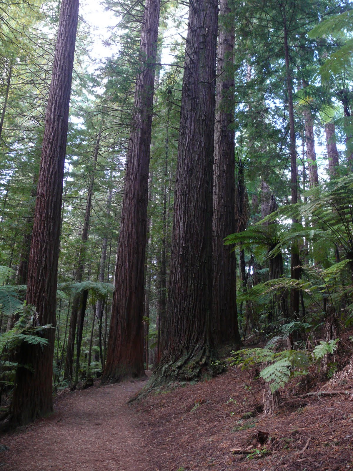 an extension to Grrr's mind...: The redwoods in Rotorua