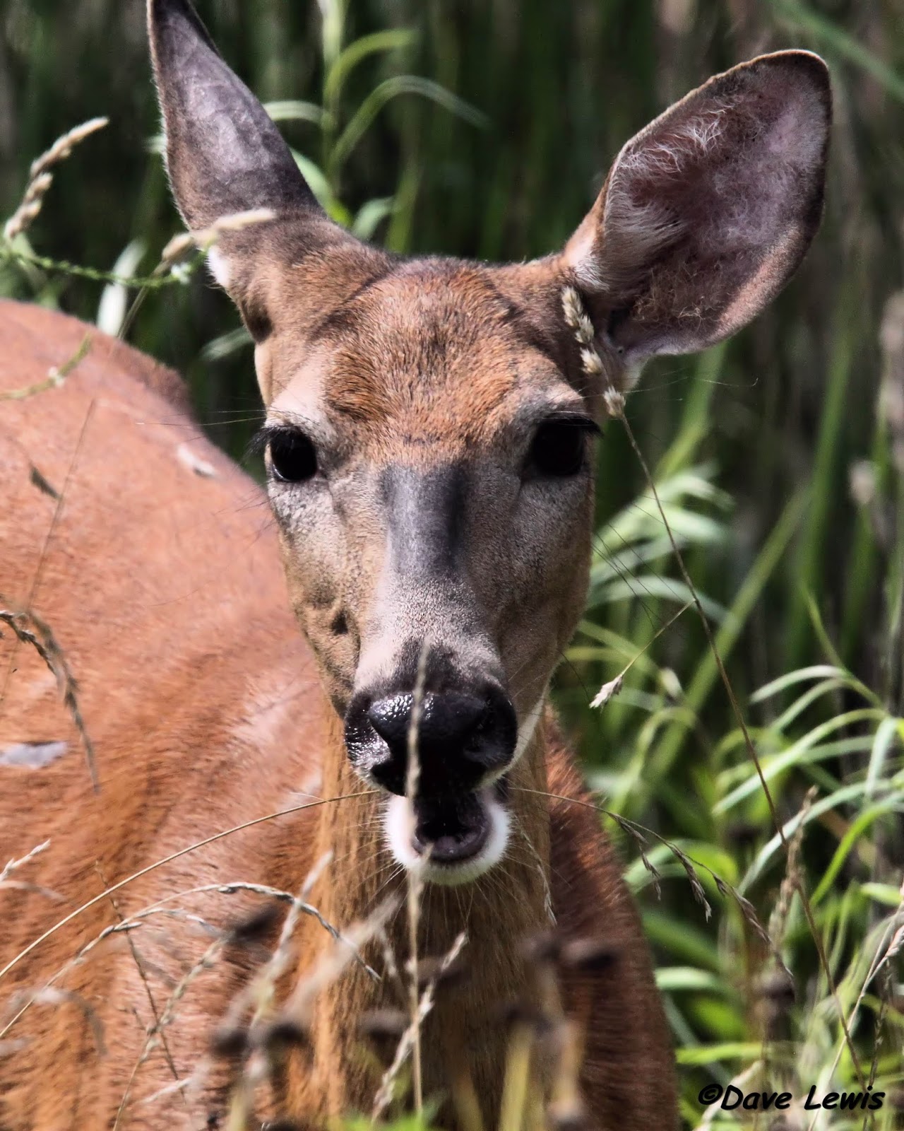 Birds from Behind : 01 September 2013