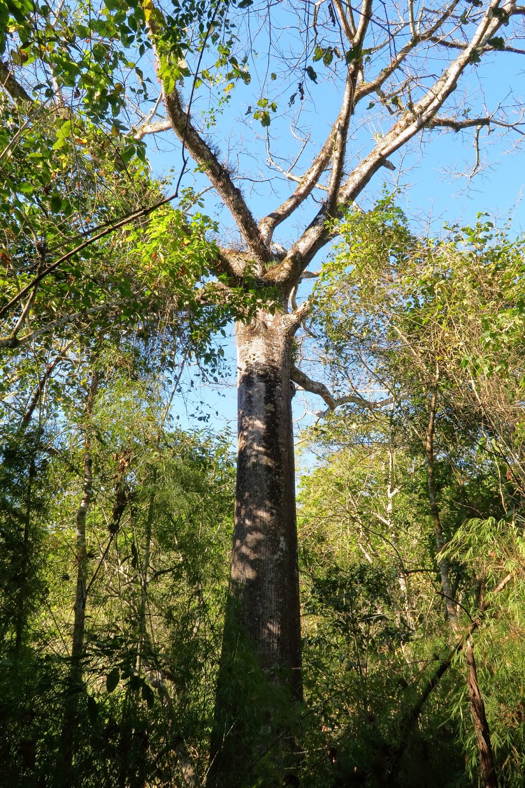 Kapok Tree