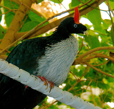 Real Monstrosities: Horned Guan