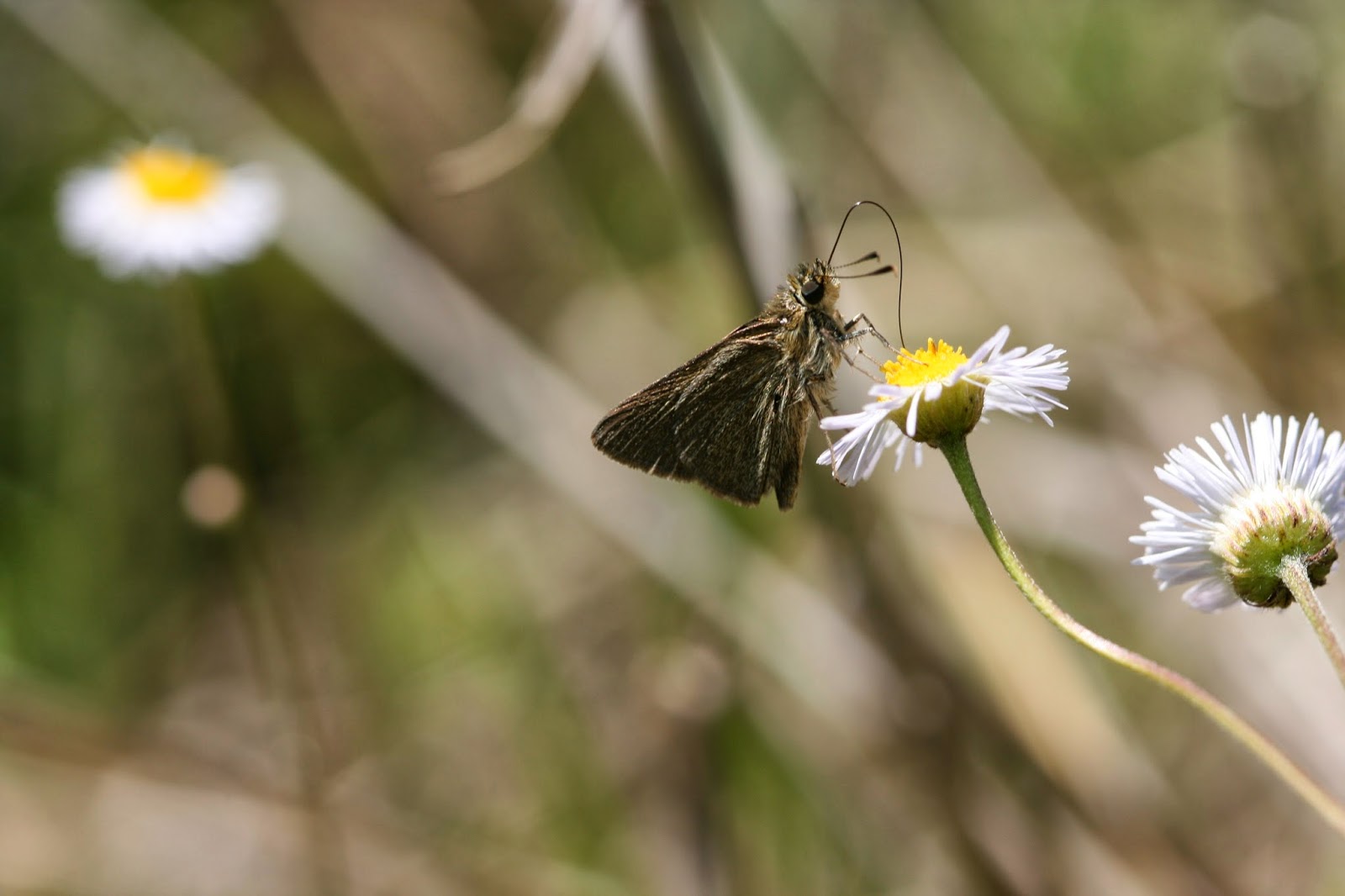 Native Florida Wildflowers: Daisy fleabane - Erigeron quercifolius