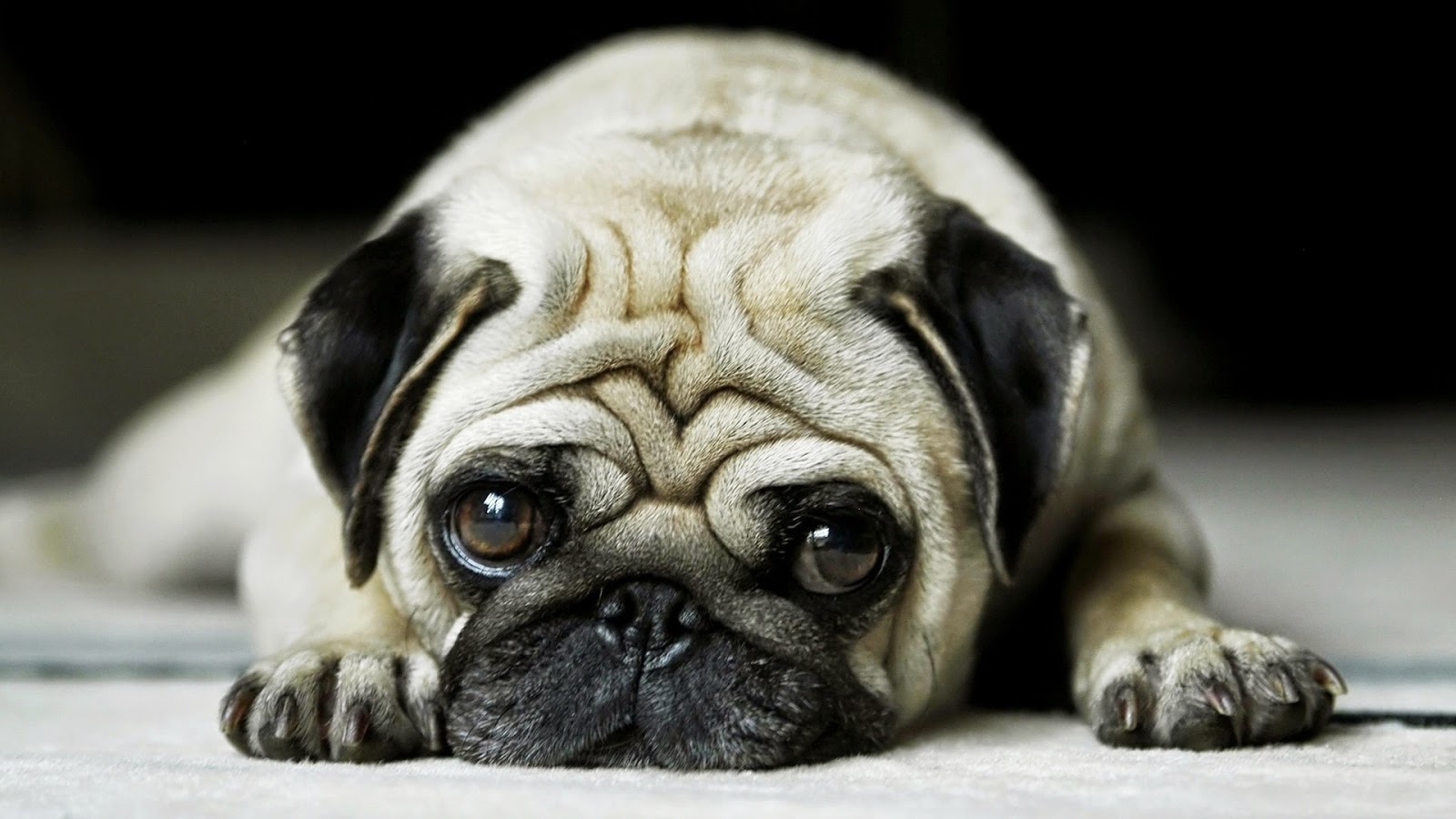 Carlino | WIKI PERROS