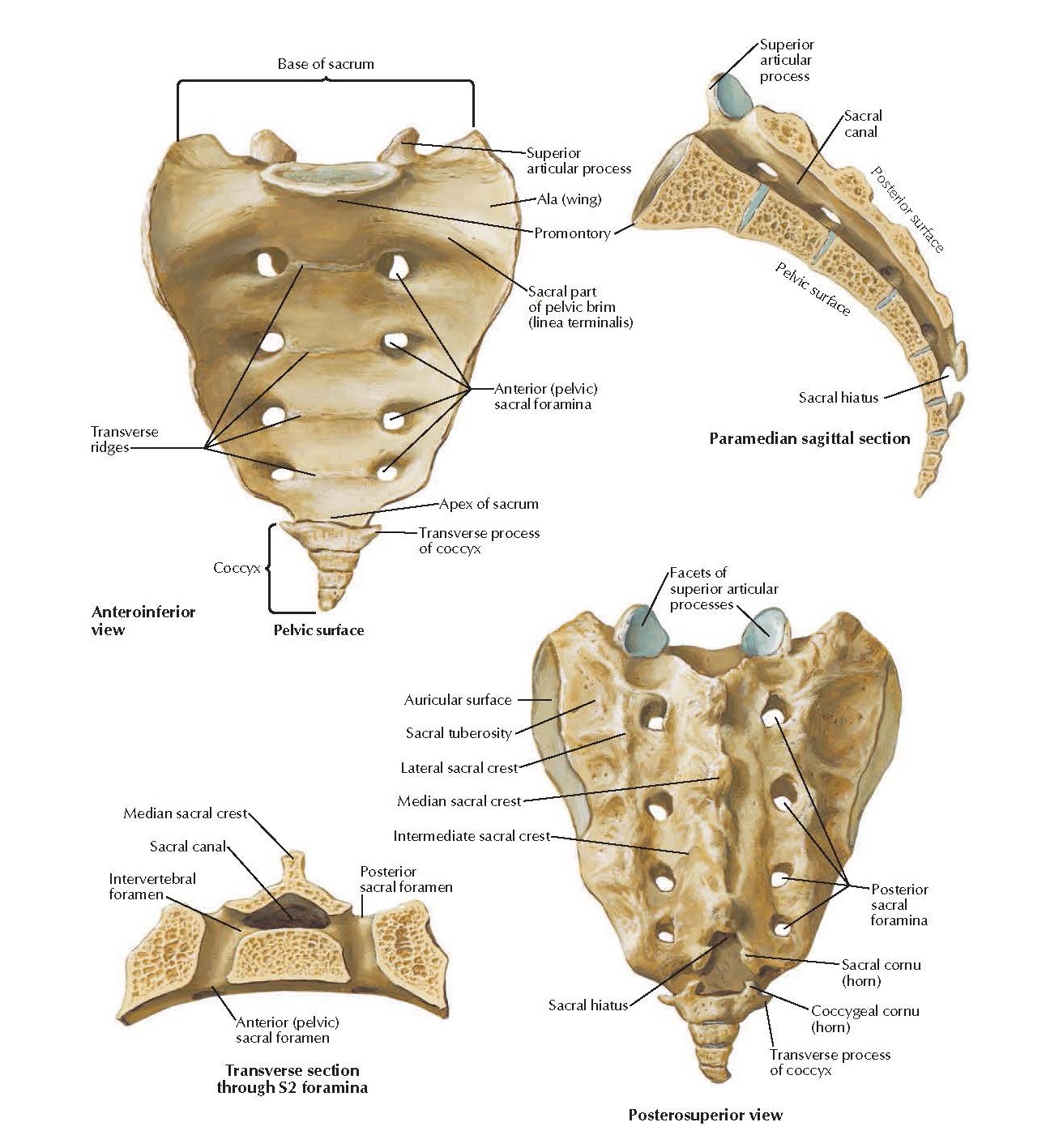 Sacrum and Coccyx Anatomy - pediagenosis