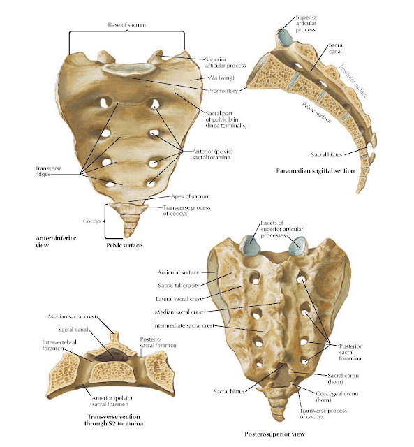 Sacrum and Coccyx Anatomy - pediagenosis