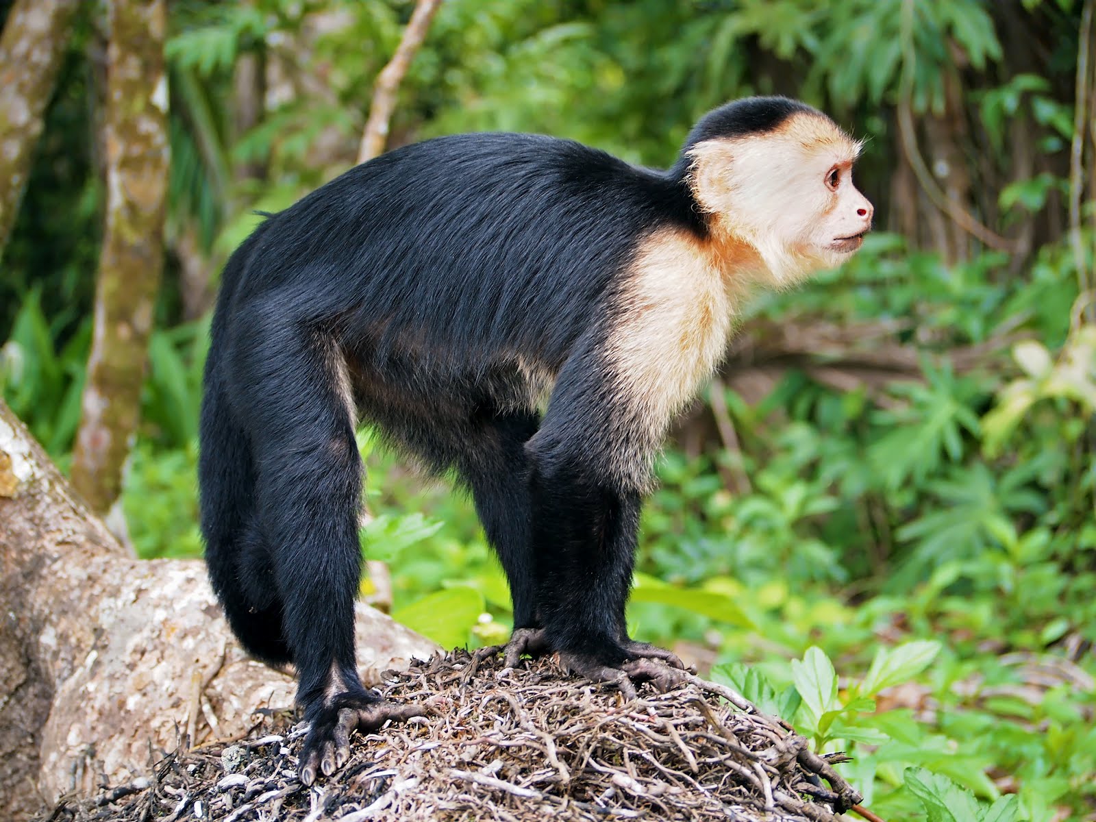 Banco de Imágenes Gratis: agosto 2012