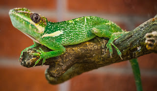 Walking Arizona: Cuban Knight Anole