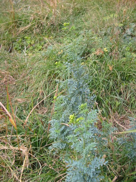 naturconsejos: RUDA (Ruta graveolens)