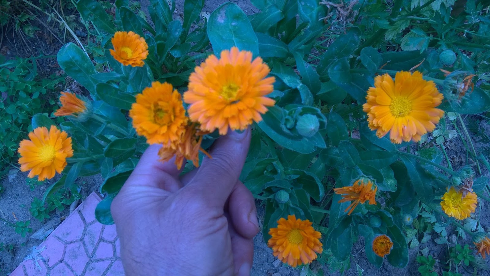 How To Grow Calendula