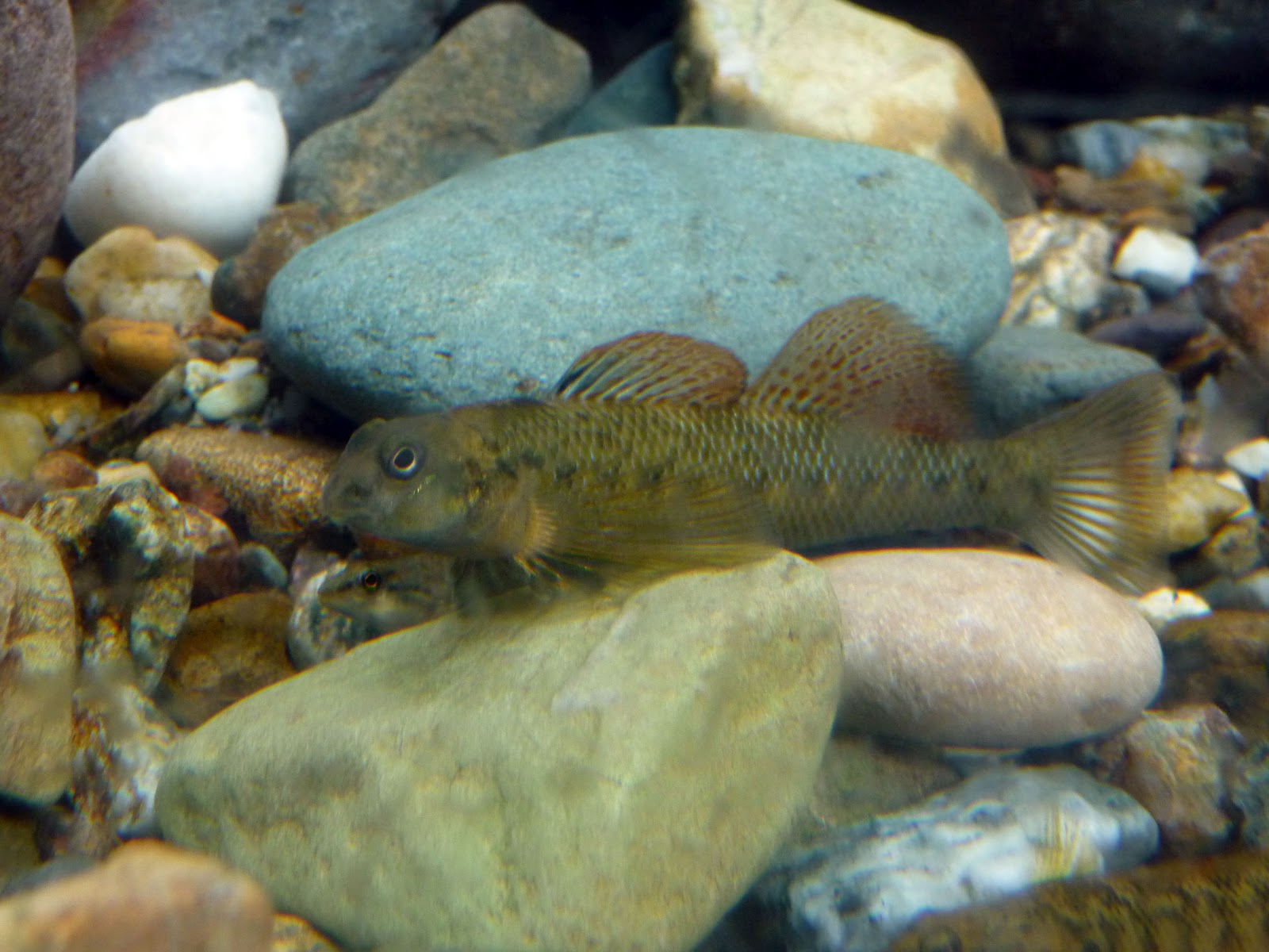 Virginia Fishes: Longfin darters