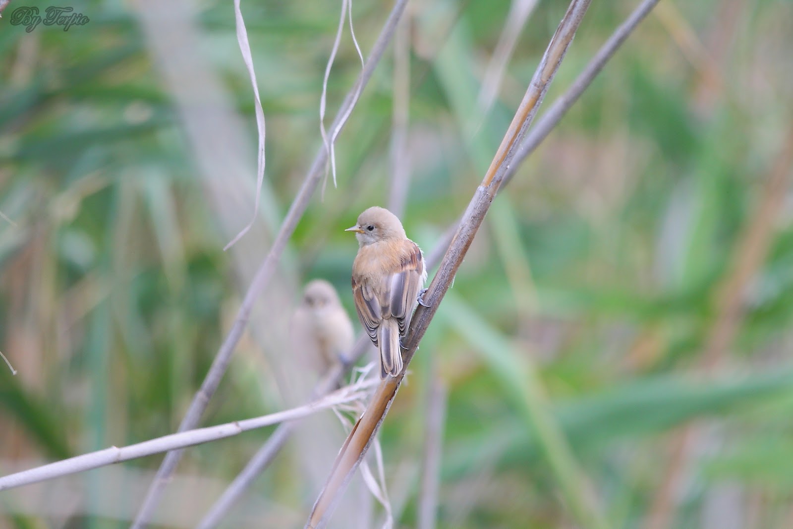 Viajes, Salidas, Naturaleza, (Fotografía).: Pájaro Moscón (Remiz ...