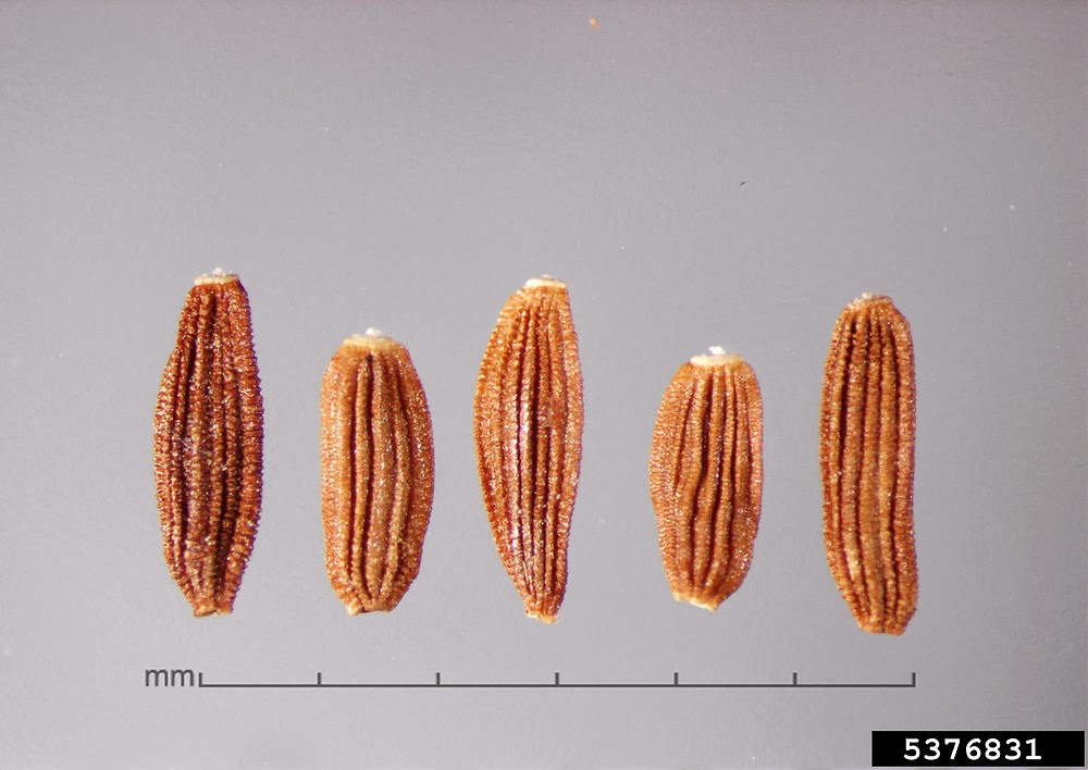 Ramuan Herbal: Tempuyung (Sonchus arvensis L.)