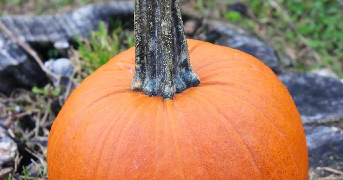 How To Make A Country Bumpkin Pumpkin