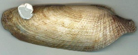 Taxonomic Collections: Boring piddocks