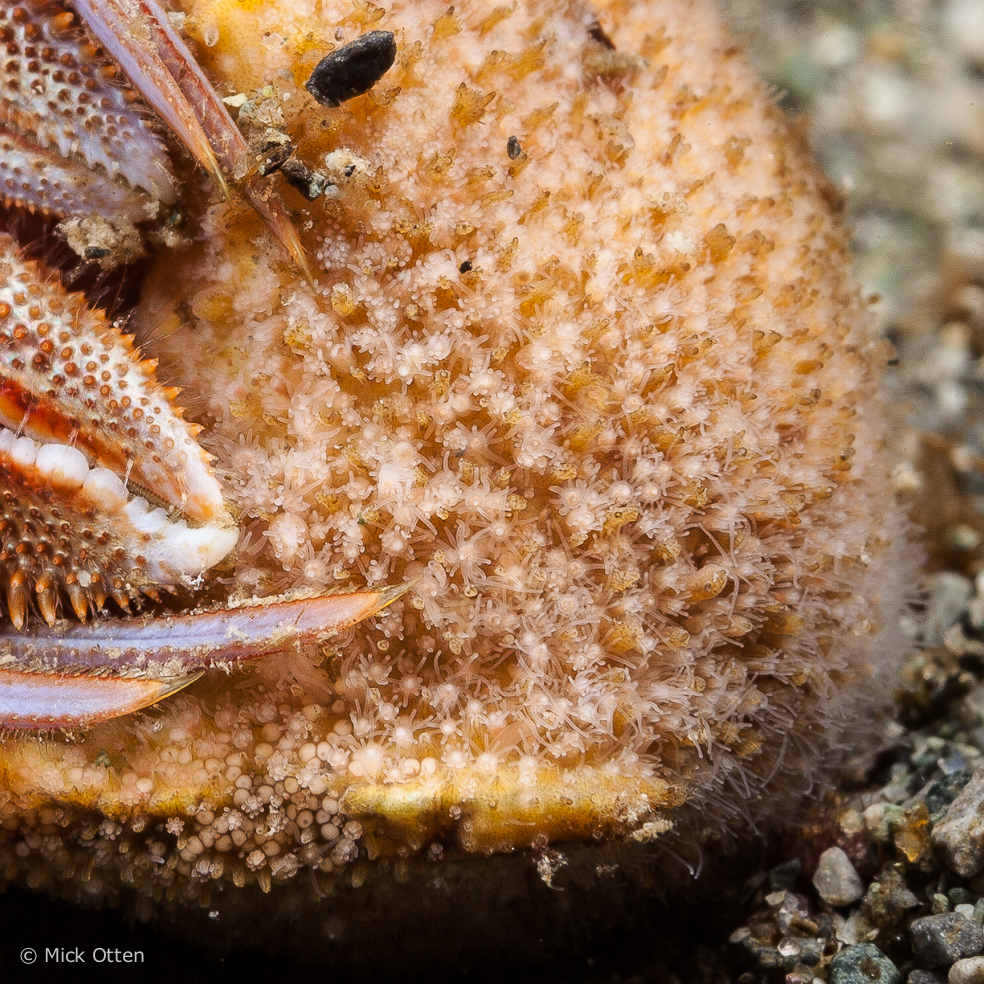 Mick's marine biology: Colourful sea anemones and other extraordinary ...