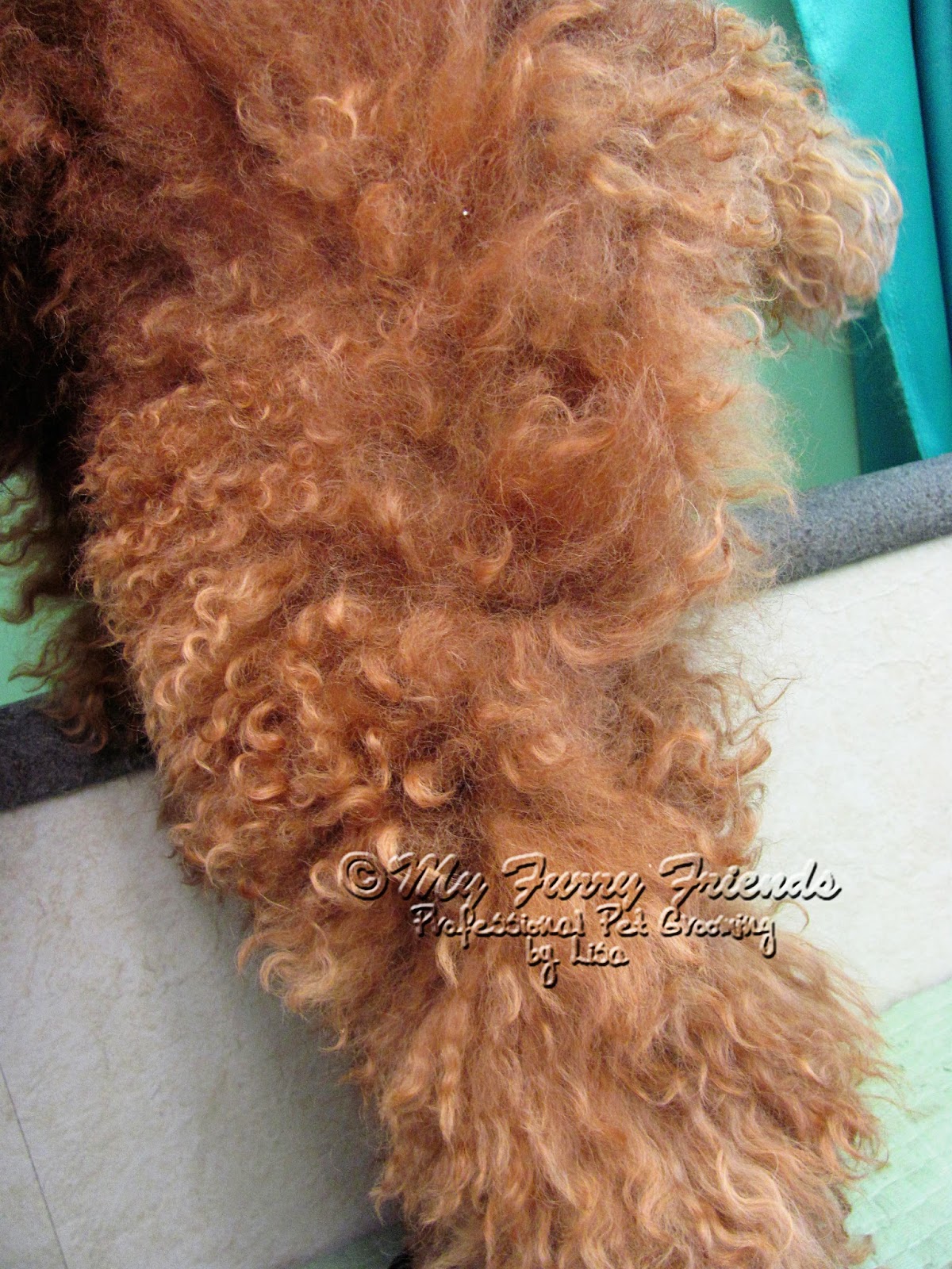 Pet Grooming: The Good, The Bad, & The Furry: My Own Dog...MATTED!!