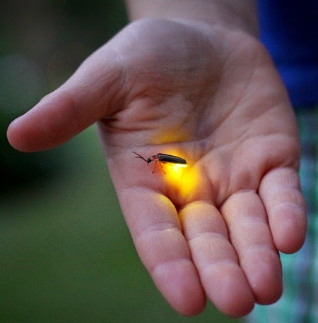 Mekong Delta Fireflies evening tour | Hochiminh Muslim Tour Malaysia