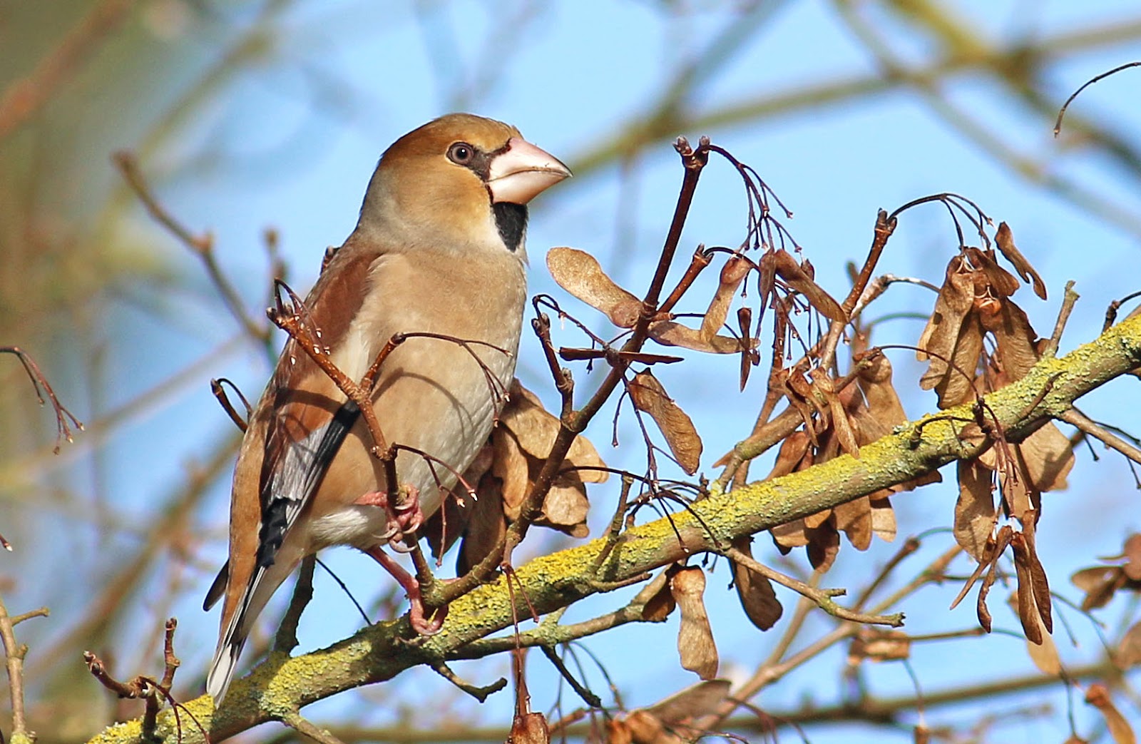 CAMBRIDGESHIRE BIRD CLUB GALLERY: Hawfinch
