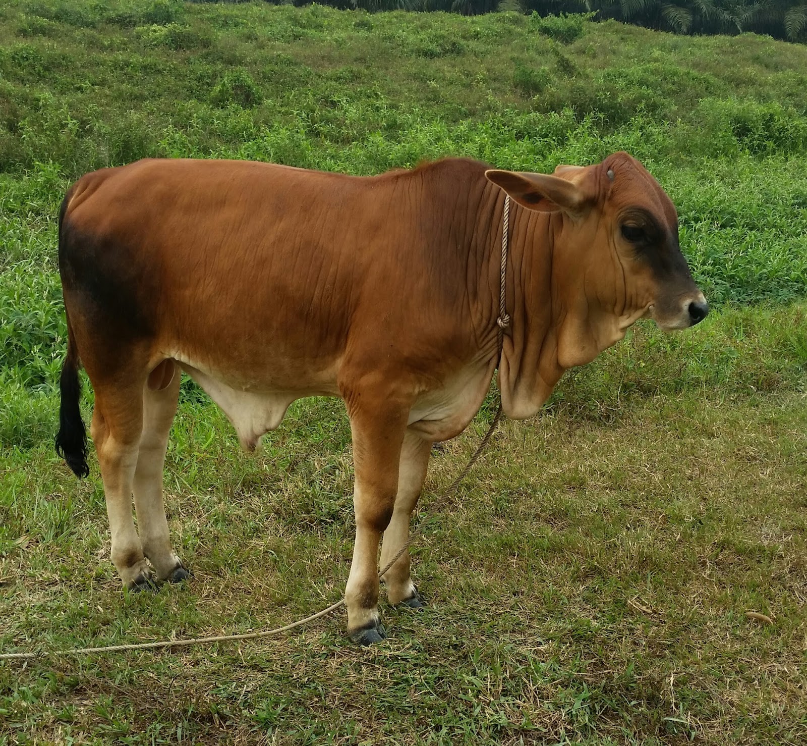 Warisan Petani: Ternakan Lembu 2