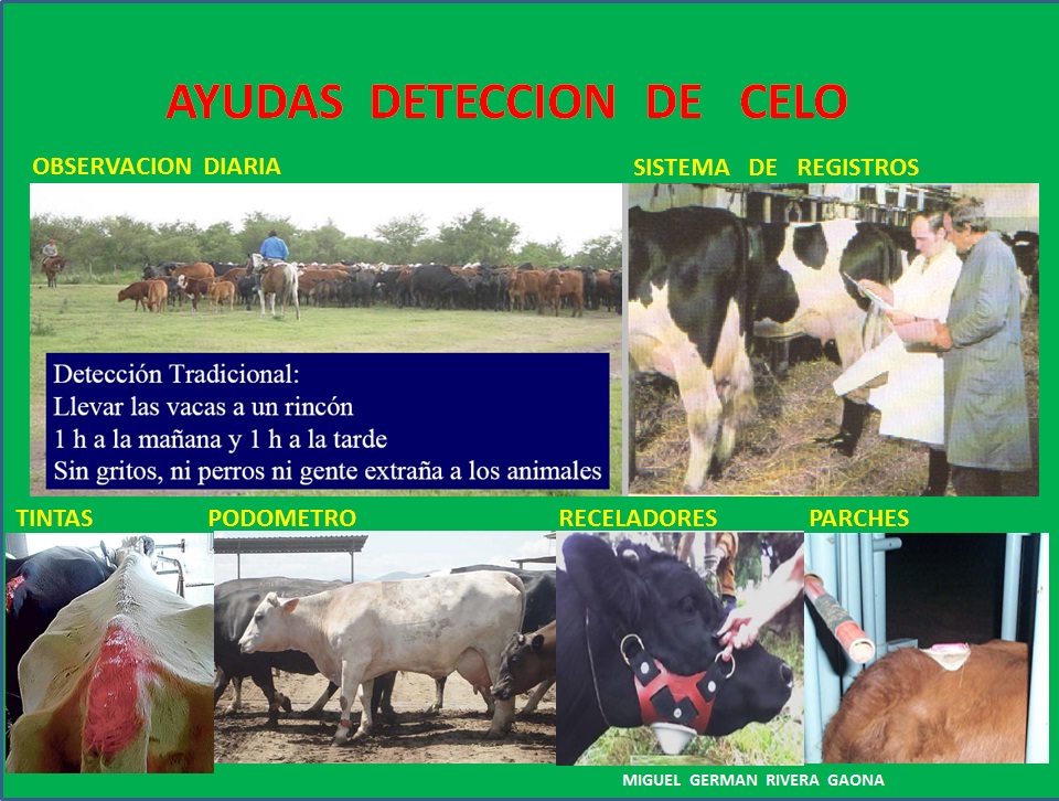 MANUAL DE REPRODUCCION BOVINA: CICLOS REPRODUCTIVOS