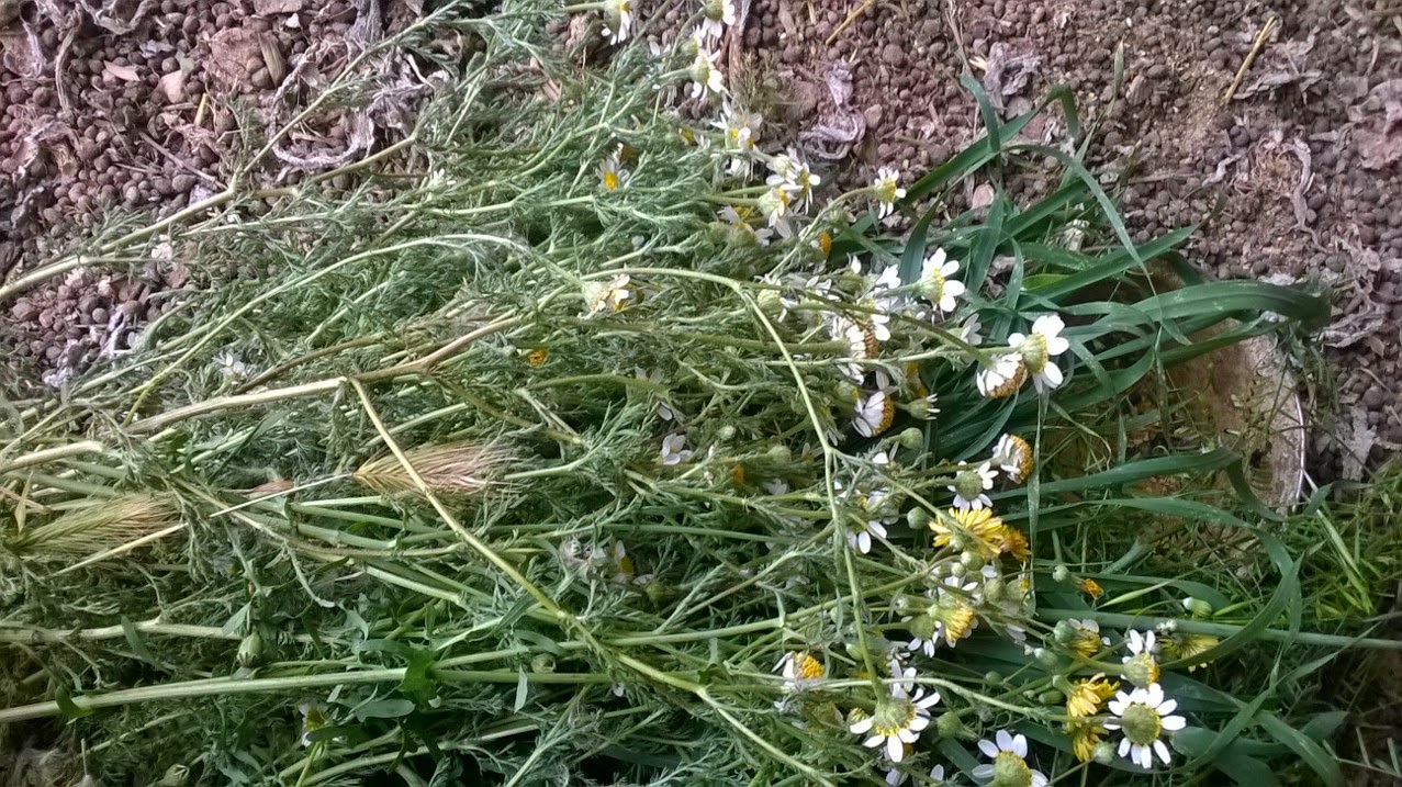 La vida entre rocas: Hierbas para los conejos