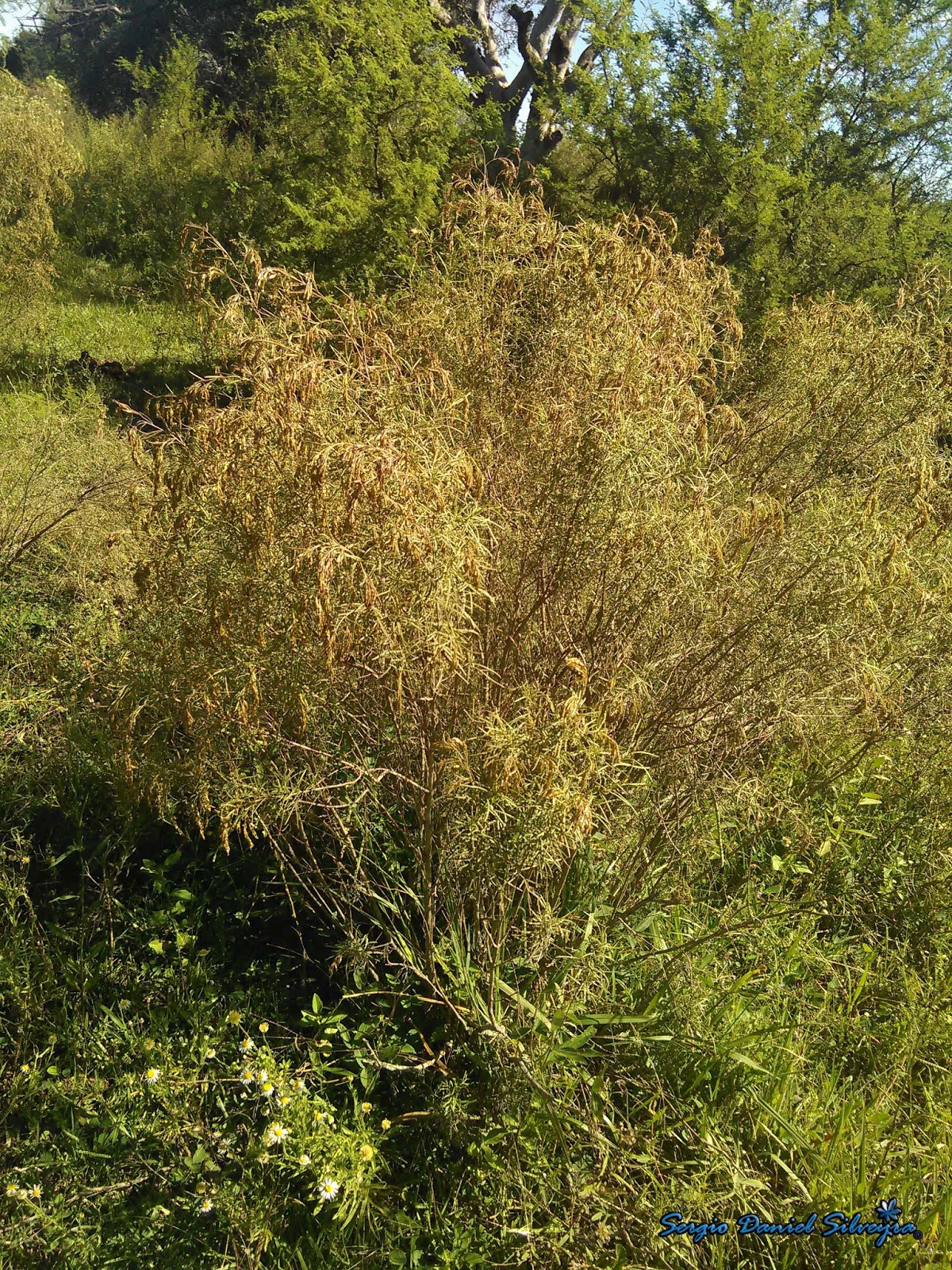 Flora Nativa de Entre Rios