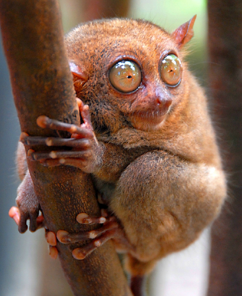 عيون قرود التارسير الخجولة.. هل شاهدتها من قبل ؟! [13 صورة]