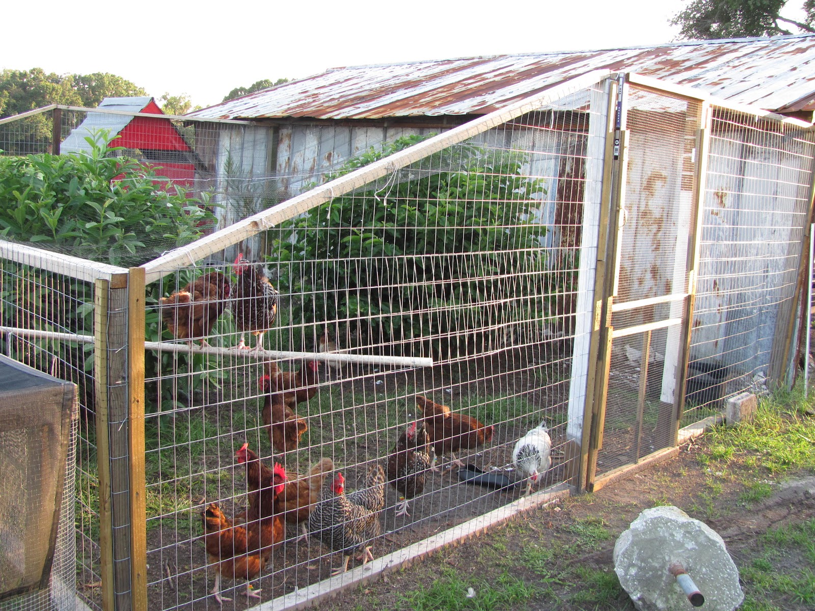 The New and Improved Chicken Run... - The Joy of My Salvation