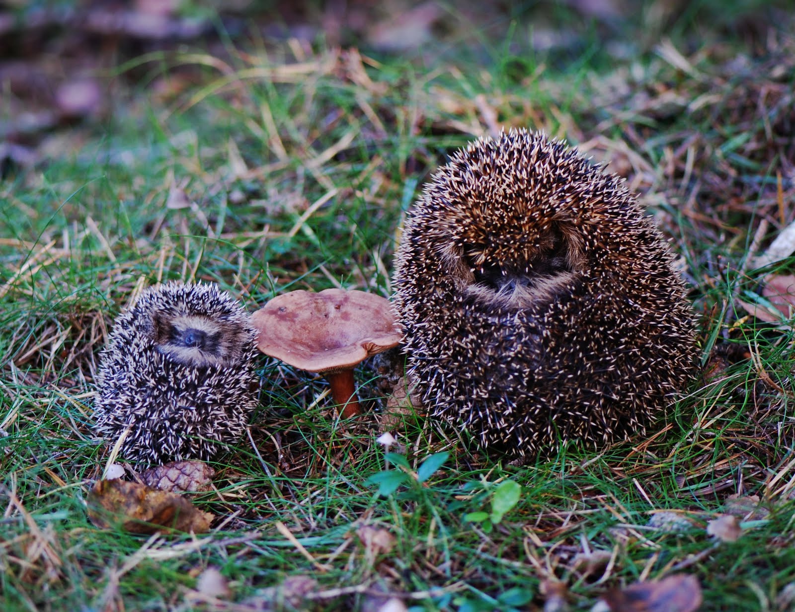 Norsk Zoologisk Forening Sørlandsavdelingen: Piggsvin (Erinaceus europaeus)
