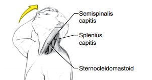 Neck Flexor and Rotation Stretch