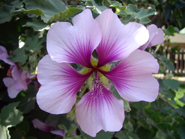 The Creative Gardener