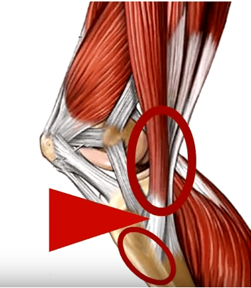 Fourth Grade: MUSCULOSKELETAL SYSTEM (the skeleton, joints, ligaments ...