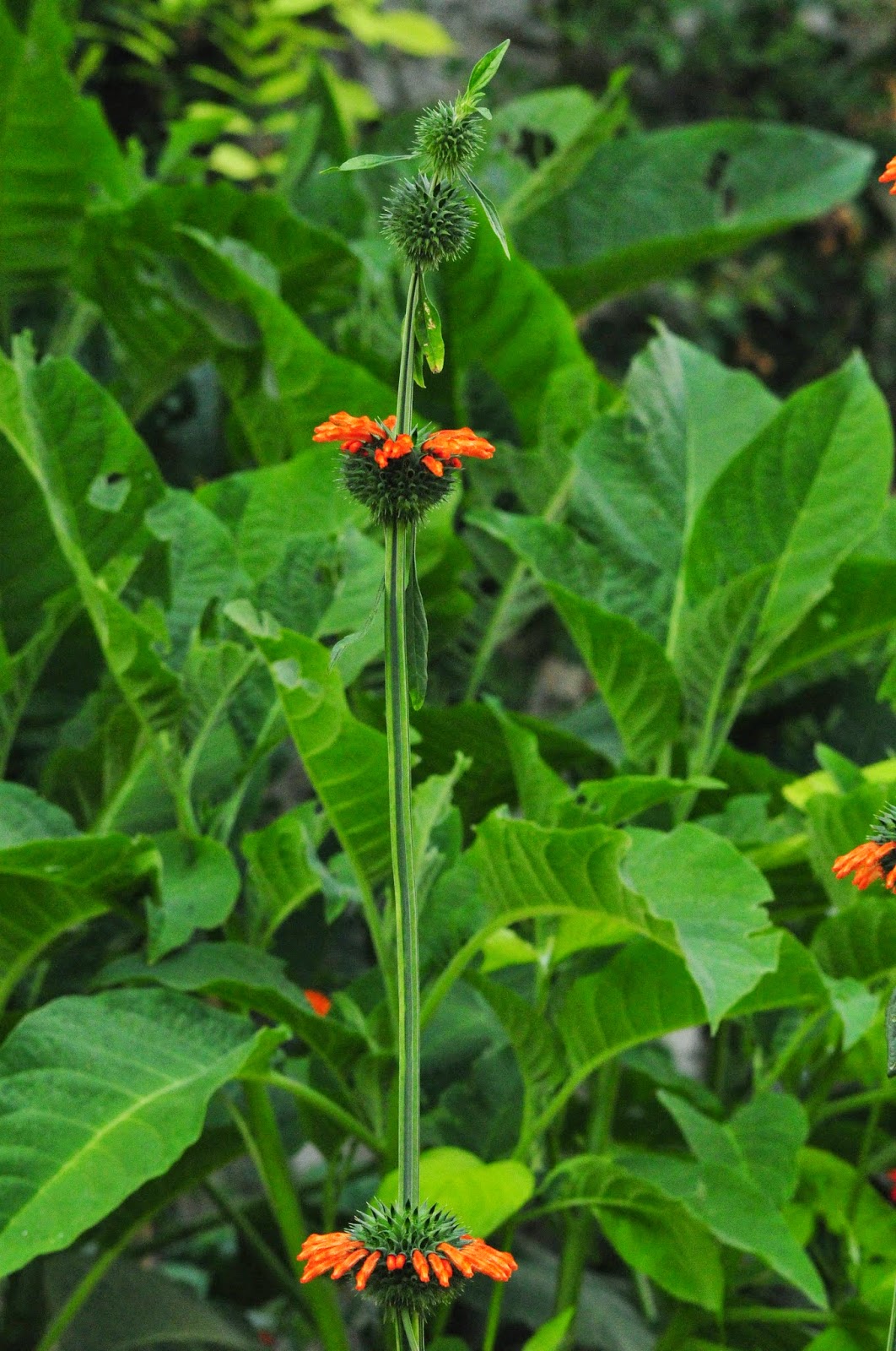 Worcester College Gardeners 2009-2018: Leonotis nepetifolia (Lion's Ear)