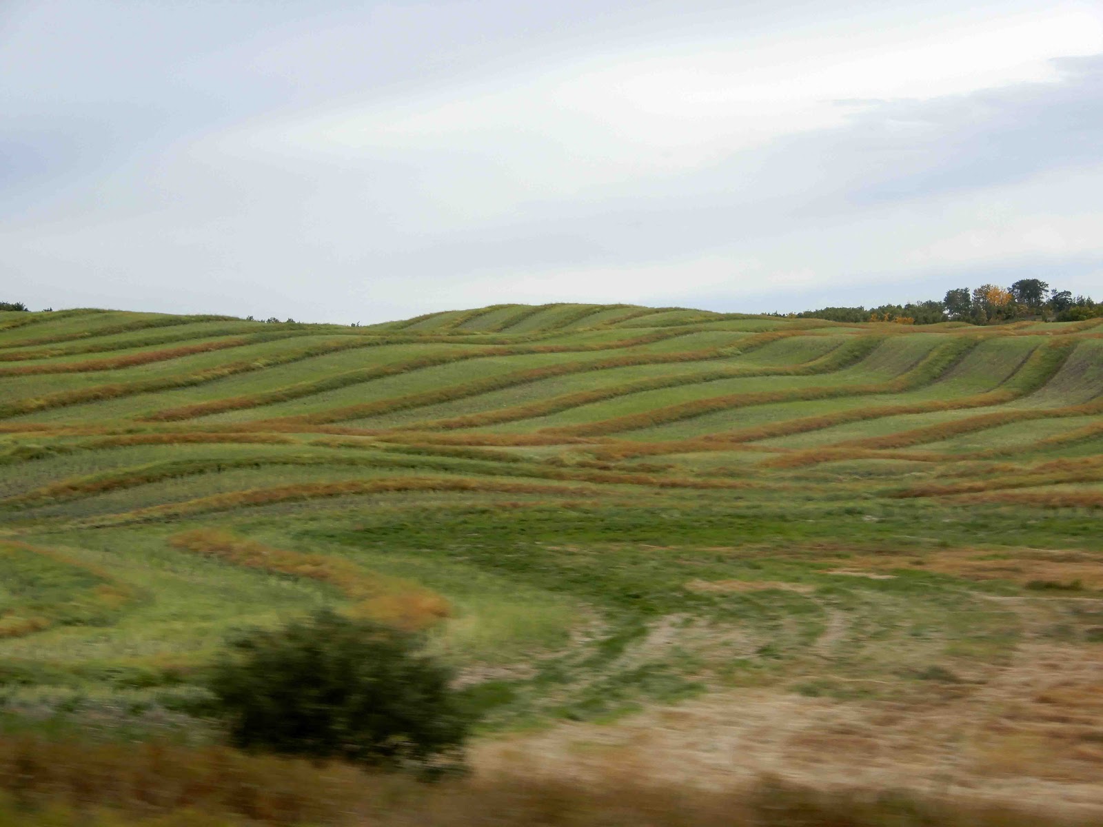 Cat Patches: Warren, Manitoba, Canada