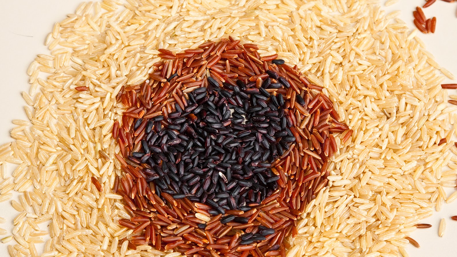 DIÁRIO COM A NATUREZA: 16 DE MAIO - ARROZAL - ARROZ - CEREAL - GRÃO