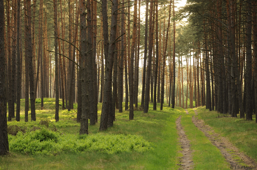 naturfoto-mross: Forst, Wald und Jagd