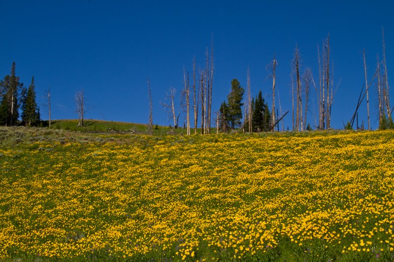 Photos by David Douglas: Yellowstone Wildflowers