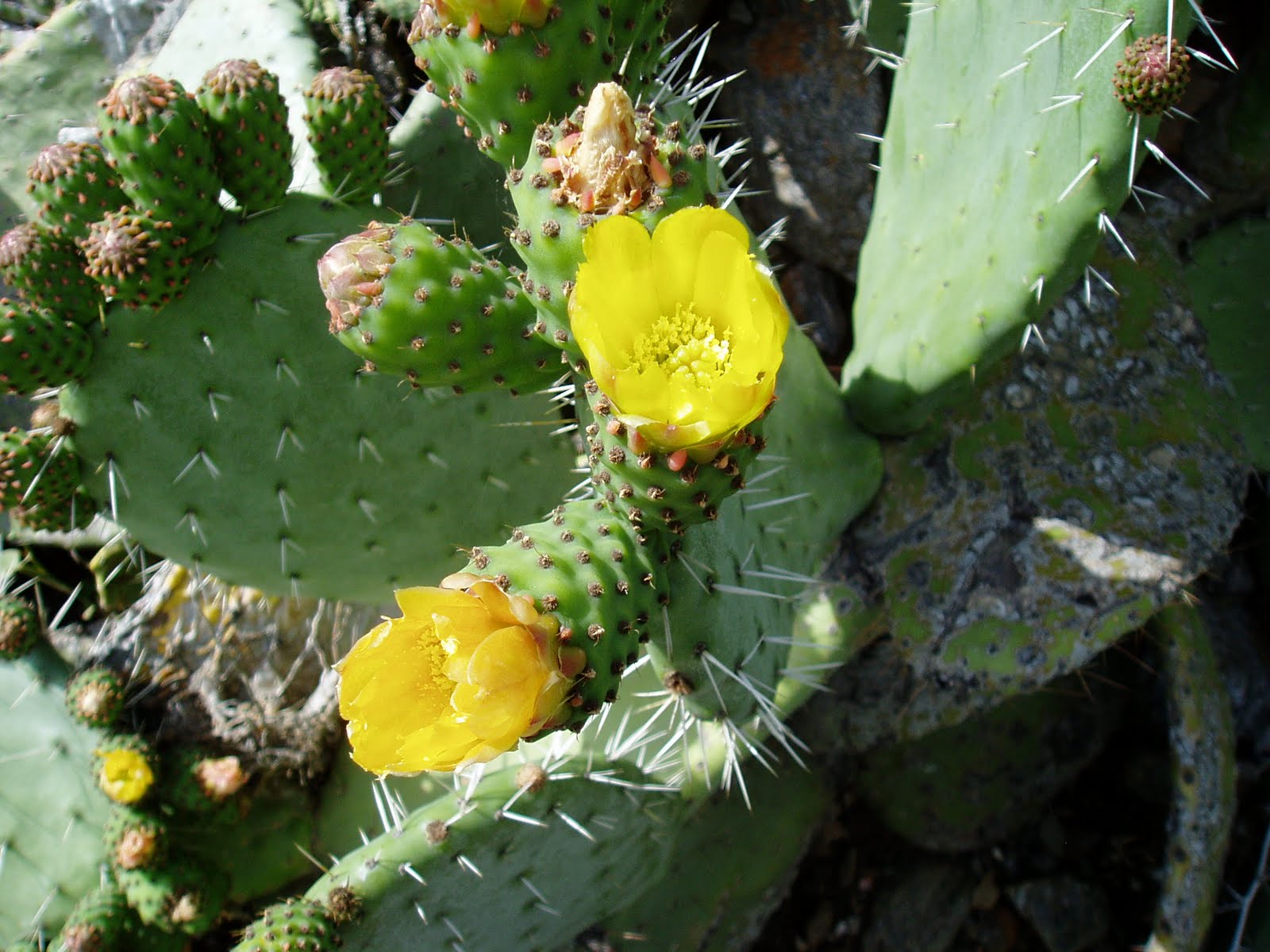 CHUMBERA: Opuntia ficus-indica Opuntia dillenii | Plantas rioMoros