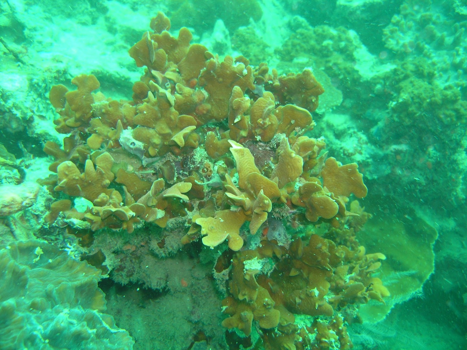 Jenis-Jenis Terumbu Karang: Pavona cactus