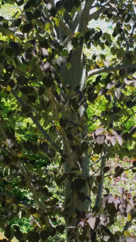 Future Plants by Randy Stewart: Katsura Tree