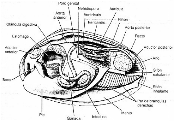 Moluscos: Sistema excretor
