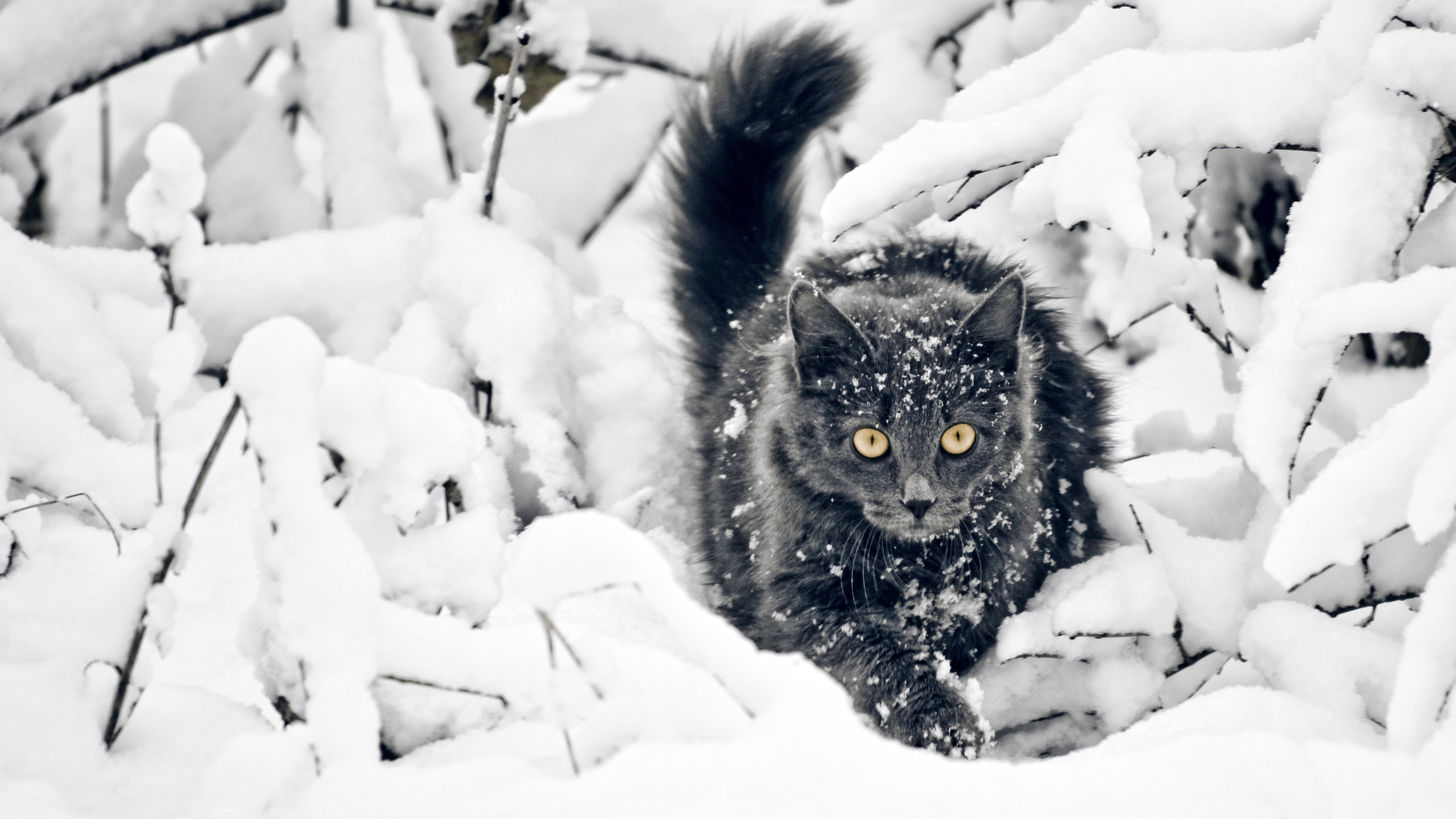 Cat, Snow, 4K, 3840x2160, #16 Wallpaper PC Desktop