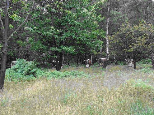 Society for Conservation Biology Europe Section: Wood-pasture and ...