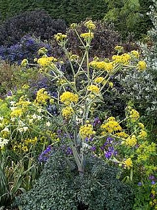 PUBLICADOS BRASIL: Sílfio - A planta “milagrosa” que deixou gregos e ...