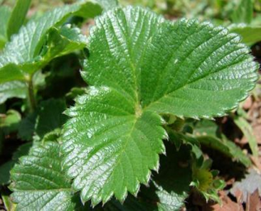 Klasifikasi Lengkap Tanaman Strawberry "Fragaria ananassa"