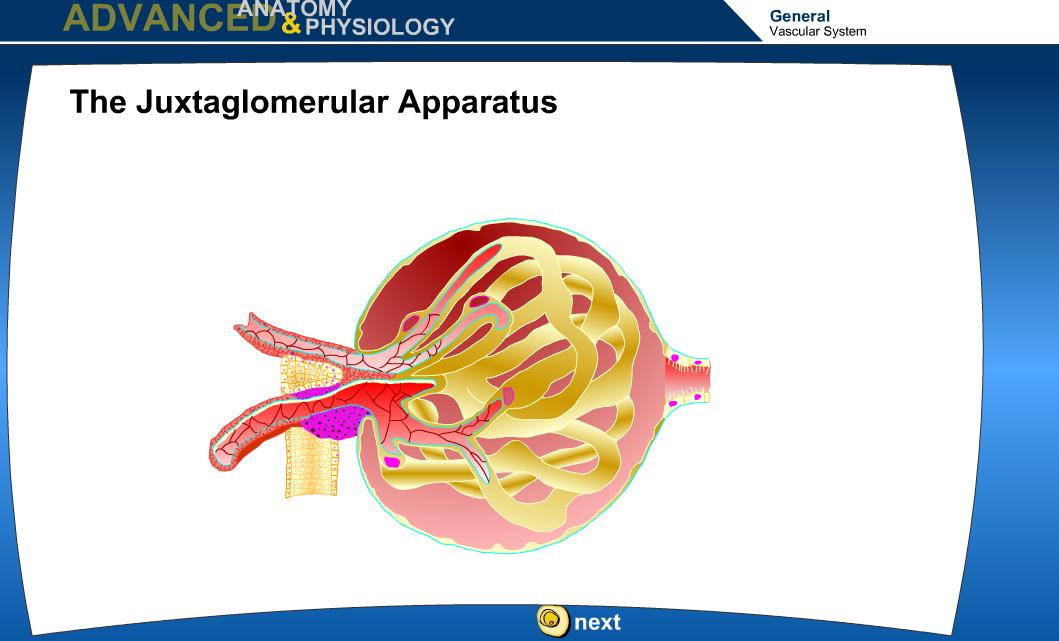 Fisiologia Humana in foco: ANIMAÇÃO: APARELHO JUSTAGLOMERULAR